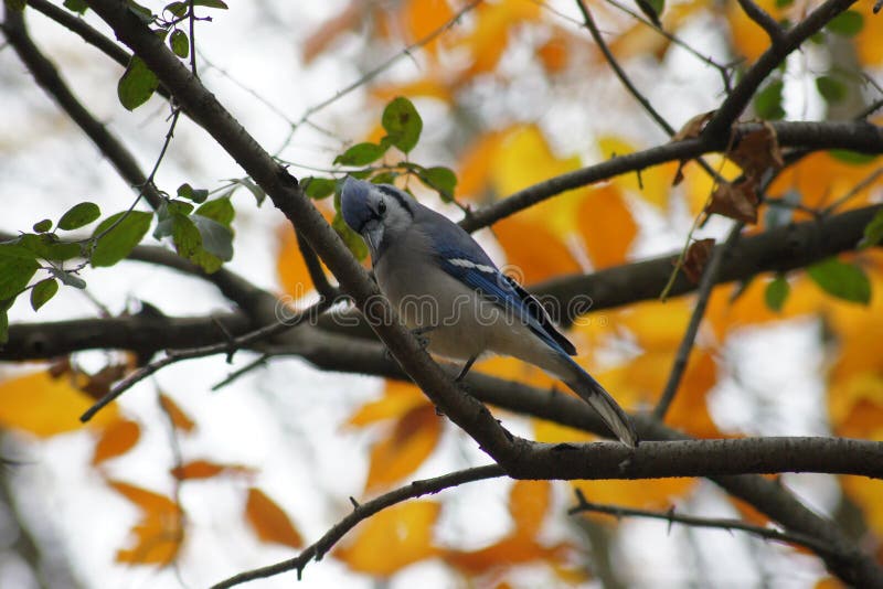 Perched Blue Jay Amongst Colorful Fall Leaves. Stock Image - Image of ...