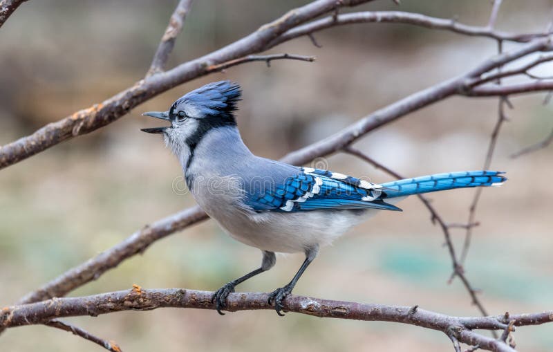 Blue-jay Perched on a Branch Looking To the Side Stock Image - Image of ...