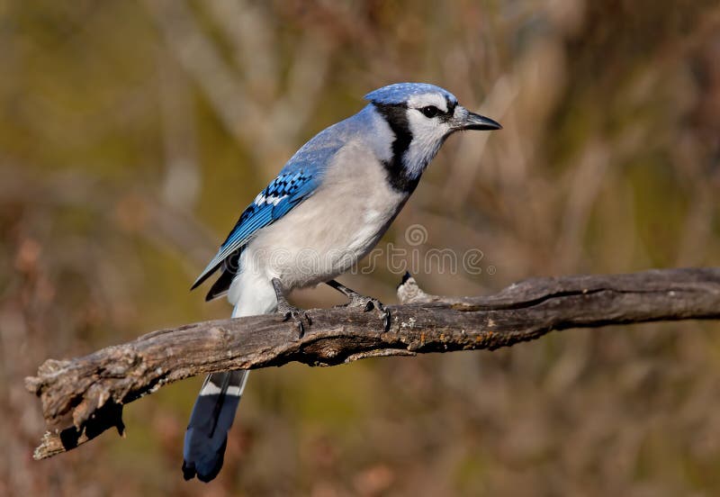 Blue Jay Perched on a Branch in Spring Stock Photo - Image of wildlife ...