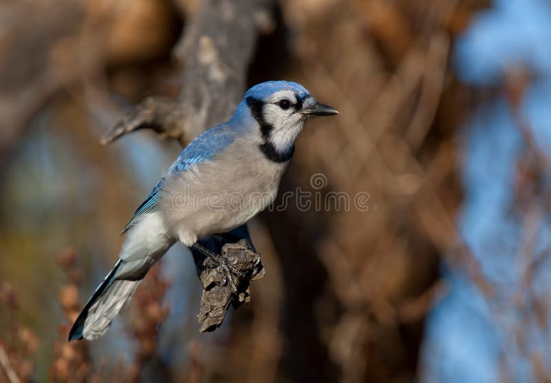 Blue Jay Perched on a Branch in Spring Stock Photo - Image of bluejay ...