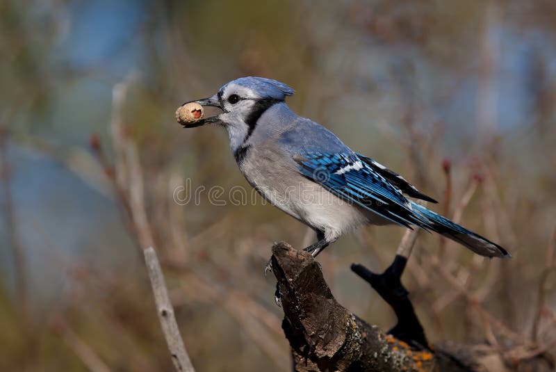 Blue Jay Perched on a Branch in Spring Stock Image - Image of avian ...