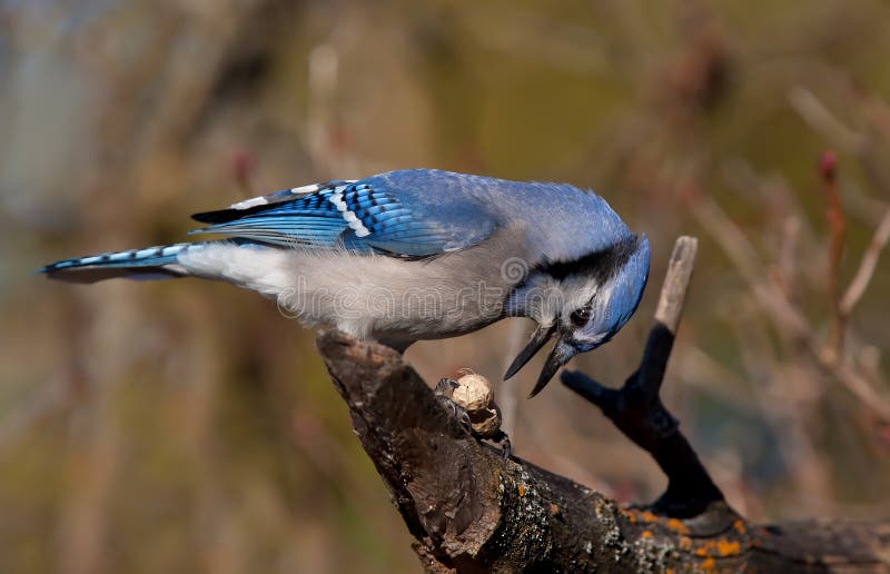 Blue Jay Perched on a Branch in Spring Stock Image - Image of bird ...
