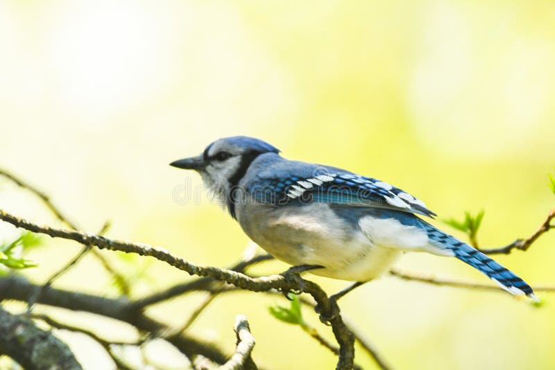 Blue Jay Perched on a Branch in Spring Stock Image - Image of beak ...