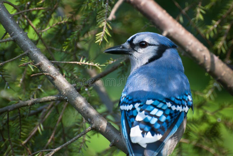 Blue Jay Perched in a Tree stock photo. Image of tree - 23505274