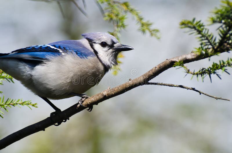 Blue Jay Perched in a Tree stock image. Image of blue - 24629347