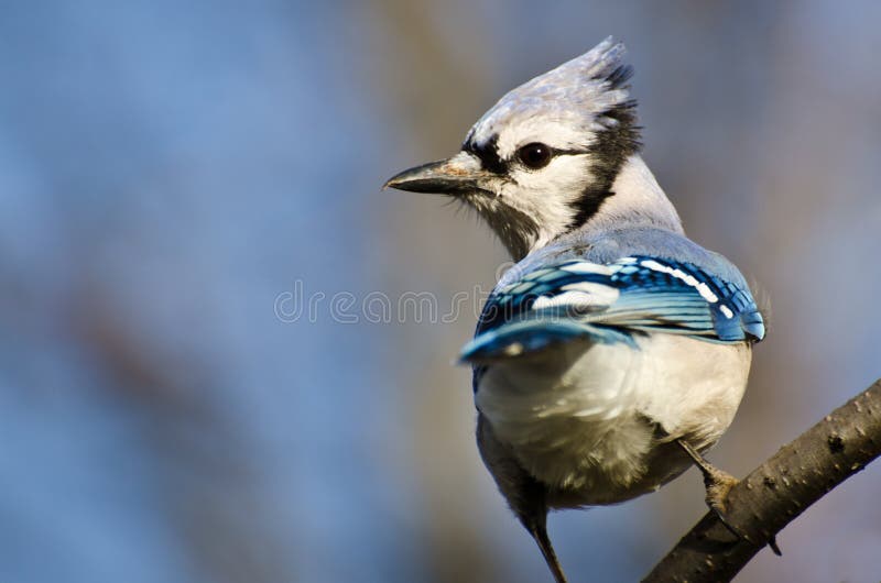 Blue Jay Perched in a Tree stock photo. Image of perched - 39305730