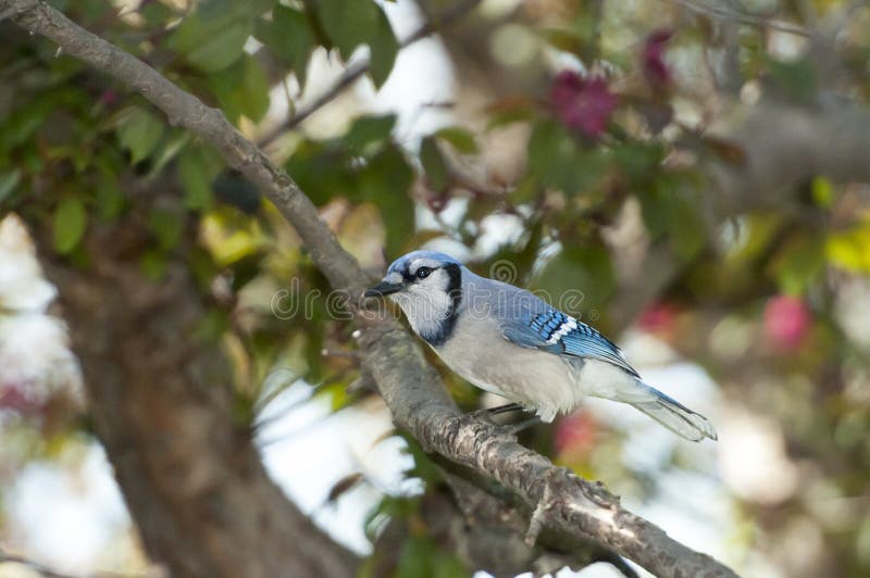 Blue Jay stock image. Image of gray, ornithology, passerine - 40697531
