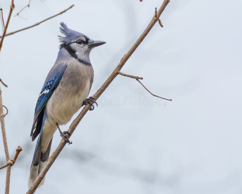Blue Jay Perched stock image. Image of cyanocitta, woods - 80847859