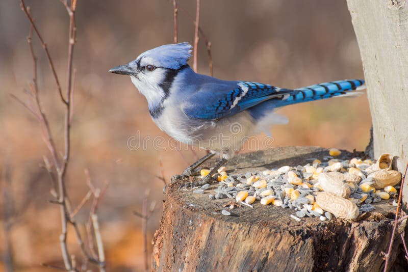 Blue Jay Perched stock photo. Image of nature, woods - 82098786