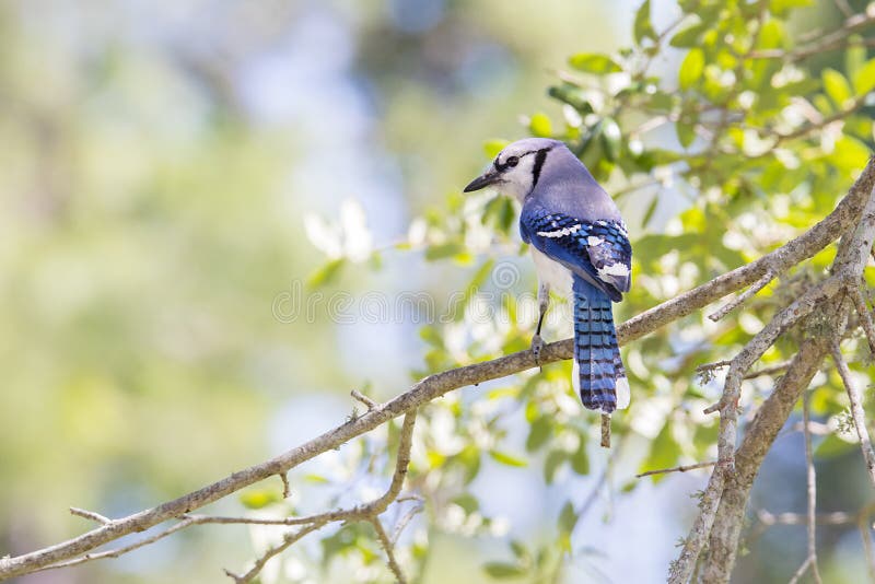 Blue Jay Perched with View of Back and Profile Stock Image - Image of ...
