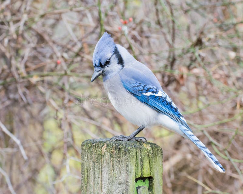 Blue Jay stock photo. Image of nature, passerine, birding - 80365832