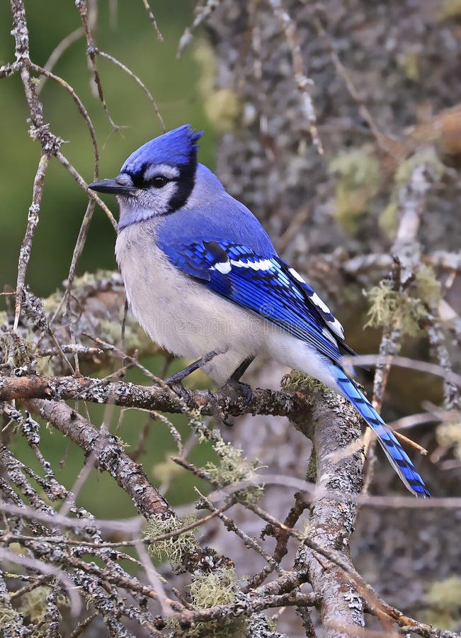 Blue Jay Perching on a Fir Tree in the Forest on a Green Background ...