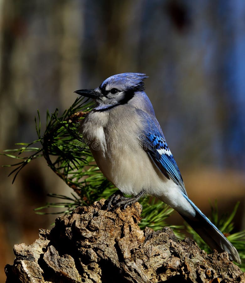 Blue Jay stock photo. Image of cyanocitta, colorful, nature - 82733388