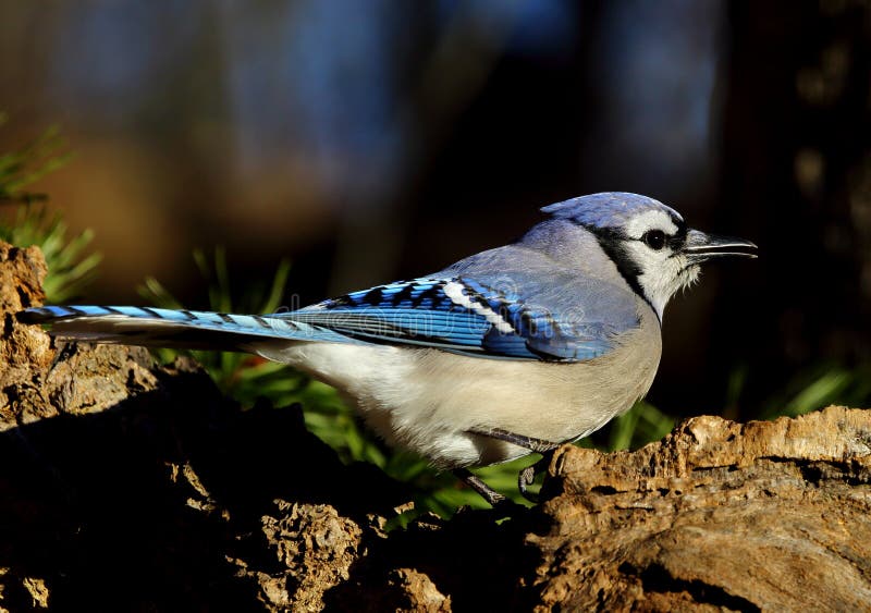 Blue Jay stock image. Image of passeriformes, ornithology - 82733509