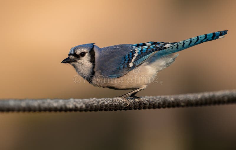 A Blue Jay Portrait stock photo. Image of landscape - 146254558