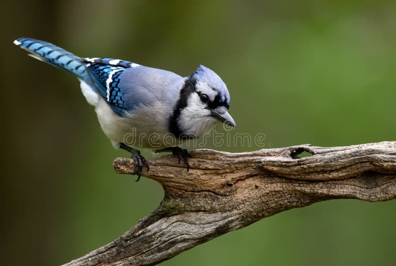 A Blue Jay Portrait stock image. Image of duck, atlantic - 182613971