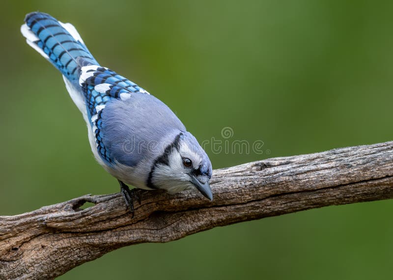 339 Baby Blue Jay Photos - Free & Royalty-Free Stock Photos from Dreamstime
