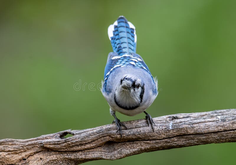 A Blue Jay Portrait stock photo. Image of autumn, black - 184361074