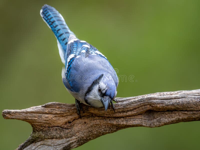 A Blue Jay Portrait stock photo. Image of nature, gray - 182614002