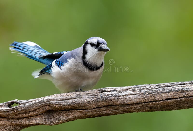 A Blue Jay Portrait stock image. Image of clip, black - 184359829