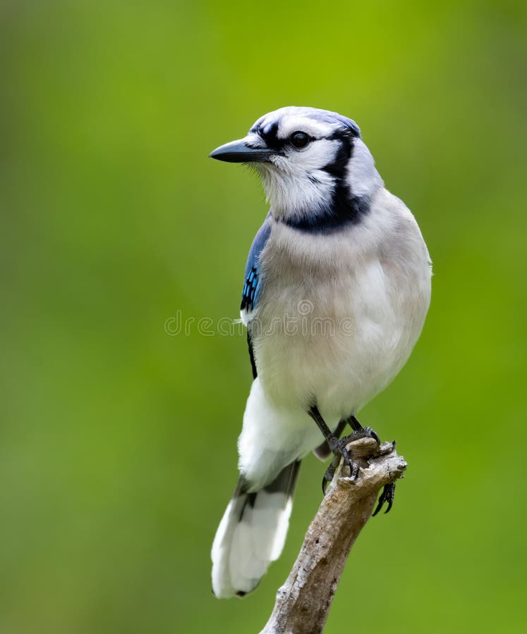 A Blue Jay Portrait stock image. Image of great, black - 184359865