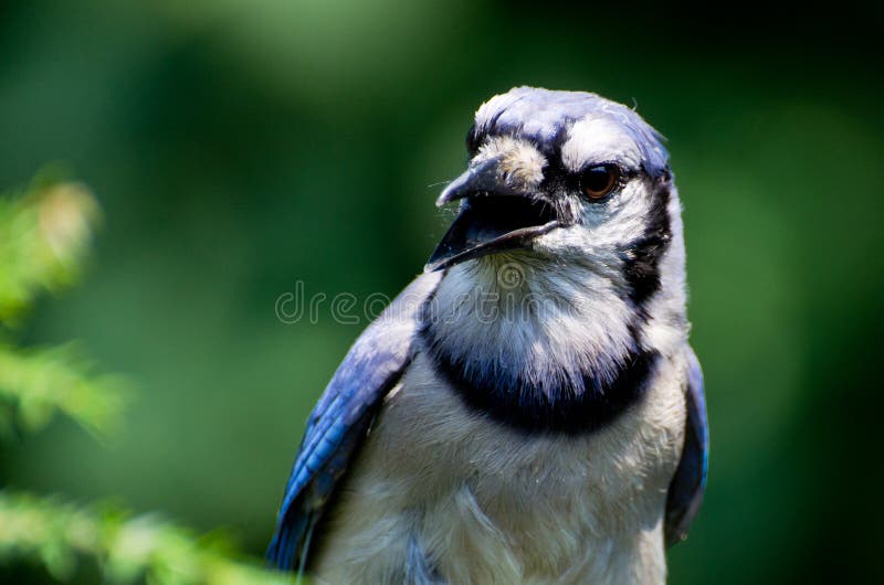 Blue Jay Profile stock image. Image of black, green, blue - 32571735