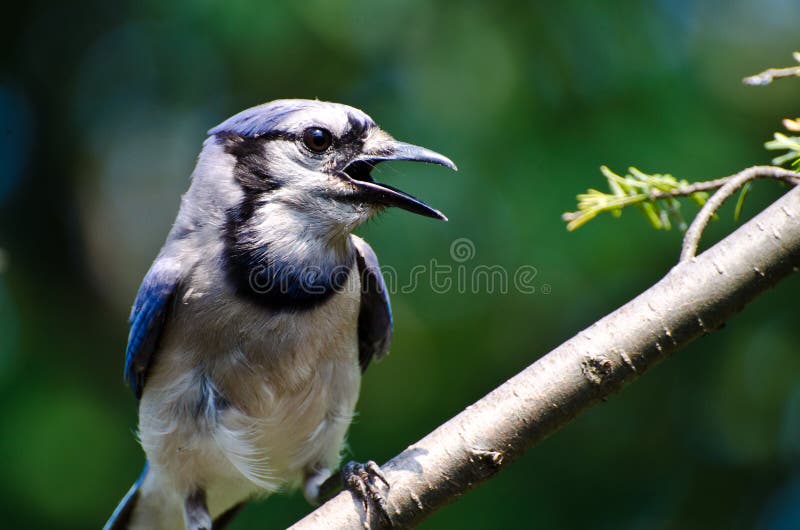 Blue Jay Profile stock photo. Image of branch, black - 32571744