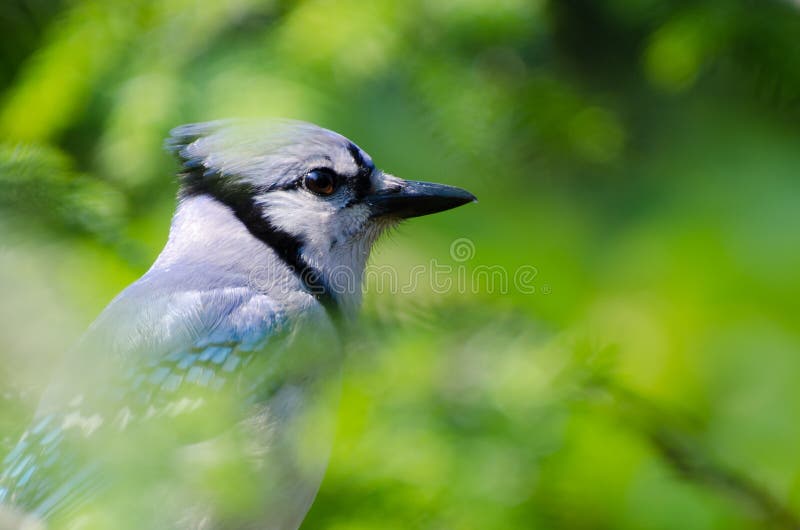 Blue Jay Profile Enveloped in Green Stock Image - Image of profile ...