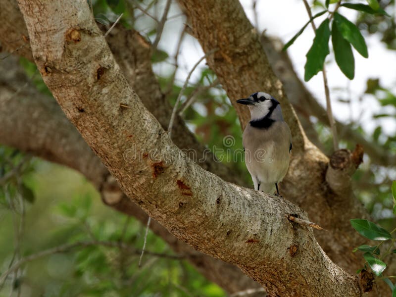 Blue Jay in Profile stock photo. Image of outdoors, looking - 39042706