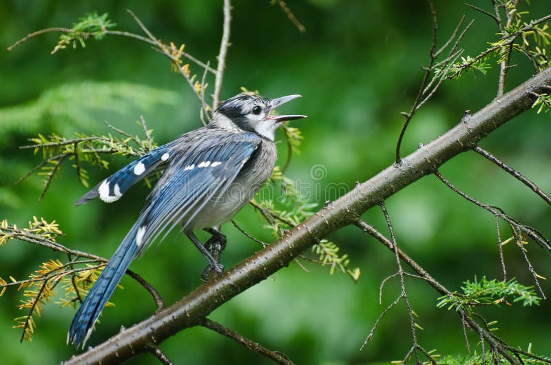 Blue Jay in the Rain stock image. Image of necklace, shower - 21442751