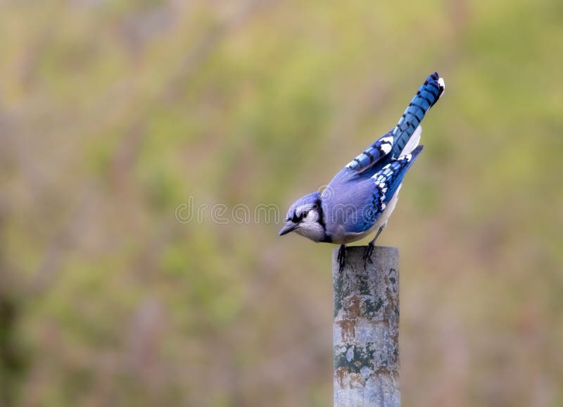 Blue Jay ready to fly stock photo. Image of twig, finch - 251791244