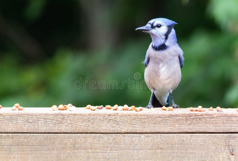 Blue Jay with Shelled Peanuts. Stock Photo - Image of beautiful, bold ...