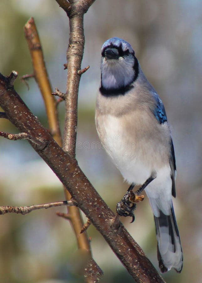 Blue Jay stock photo. Image of singing, feet, bird, branch - 52323054