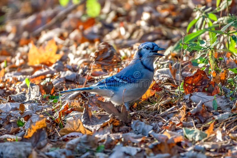 Blue Jay Singing Song in Morning Stock Photo - Image of chirp, daylight ...