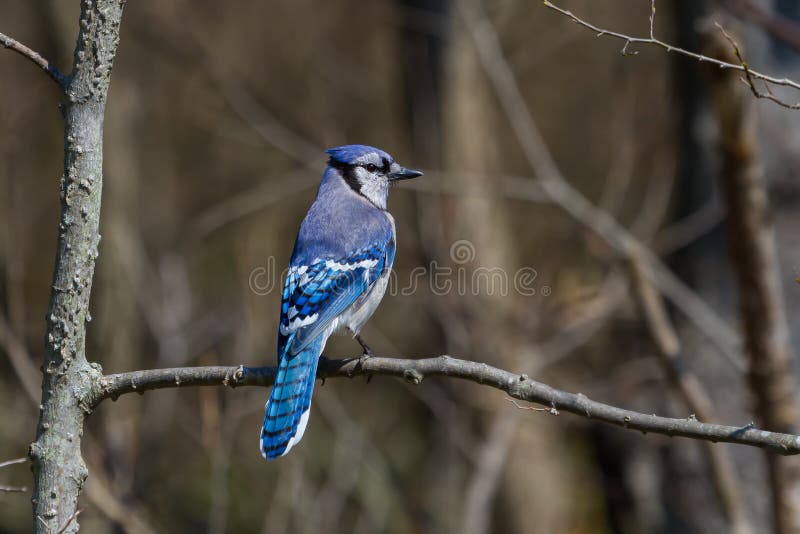 Blue Jay Sitting on a Small Branch Stock Photo - Image of nature ...