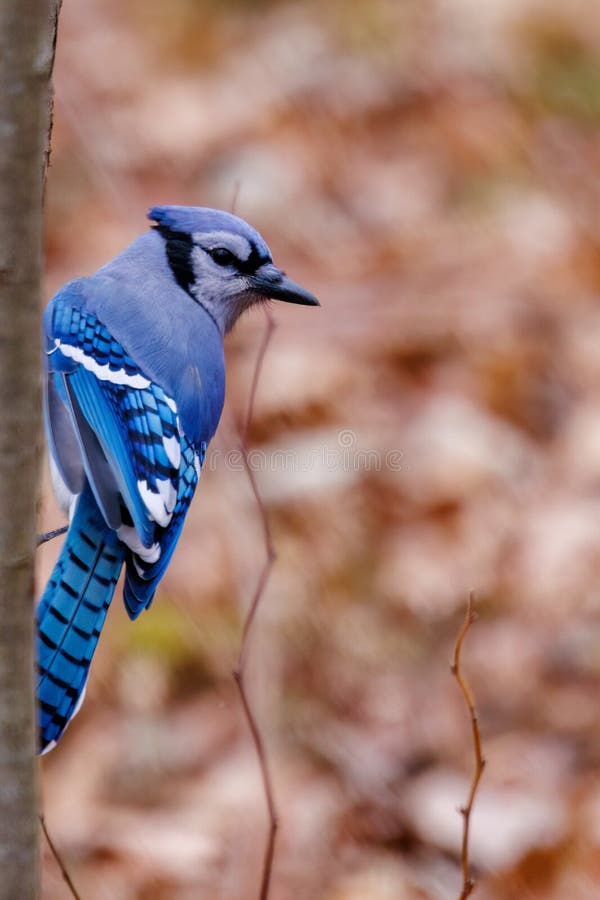 Blue Jay Sitting on a Tree Branch Stock Photo - Image of close, sitting ...
