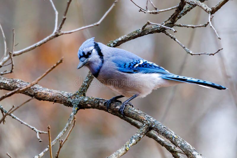 Blue Jay Sitting on a Tree Branch Stock Image - Image of isolated, male ...