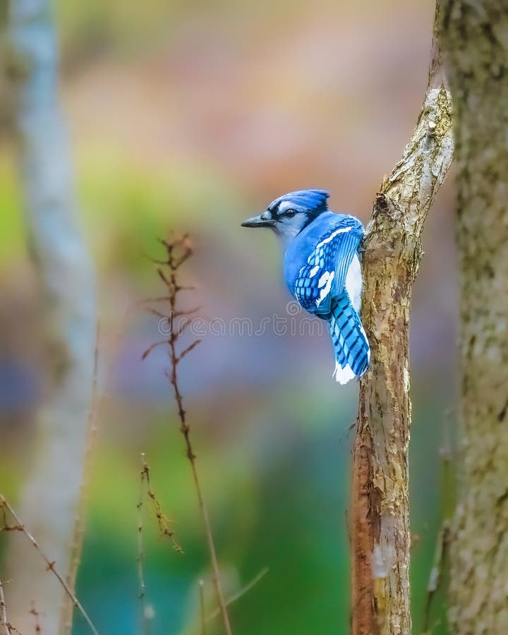 Blue Jay stock photo. Image of look, closeup, high, tree - 313463708