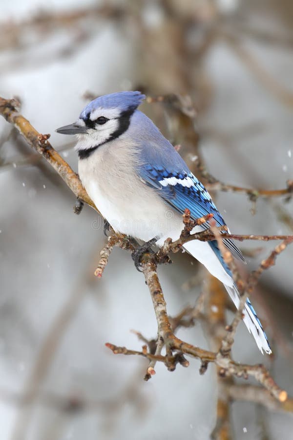 Blue Jay Bird in Snow stock photo. Image of birding, feathers - 4373242