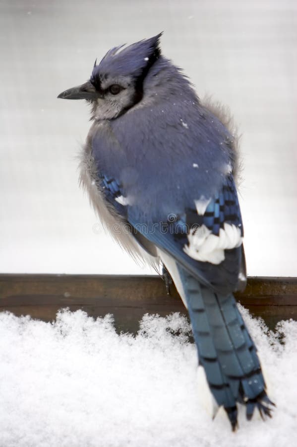 Blue Jay in the Snow stock image. Image of claw, nest, nature - 181005