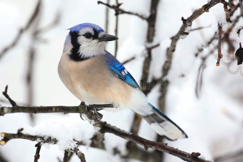 Blue Jay Bird in Snow stock photo. Image of birding, feathers - 4373242