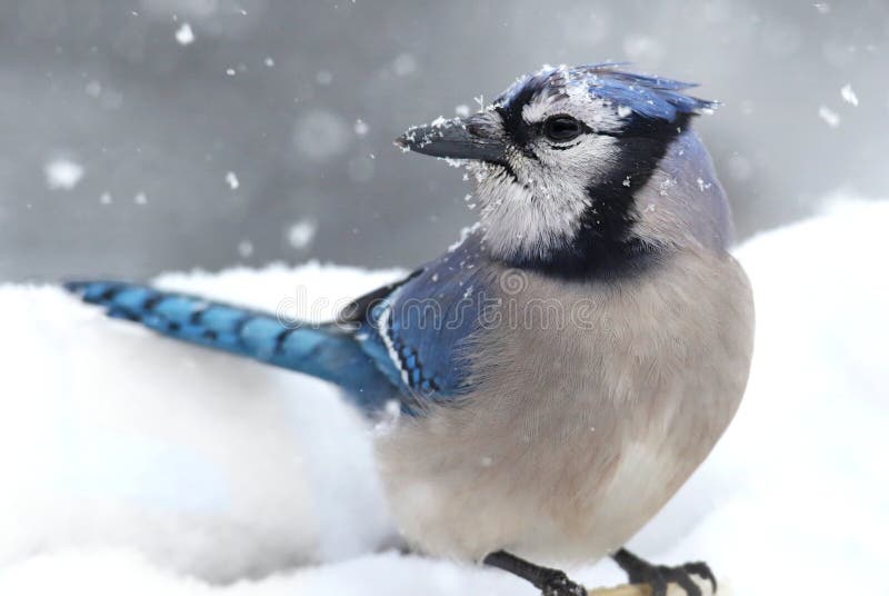 Blue Jay Bird in Snow stock photo. Image of birding, feathers - 4373242