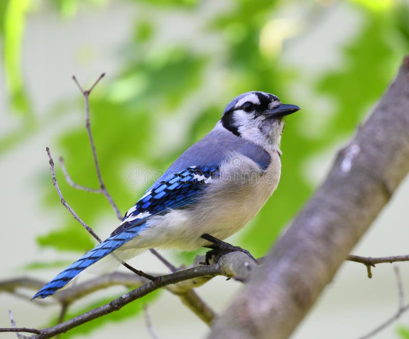Blue Jay Standing on the Tree Branch Stock Photo - Image of blue ...