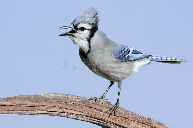 Blue Jay on a Stump stock photo. Image of birds, corvidcyanocitta ...