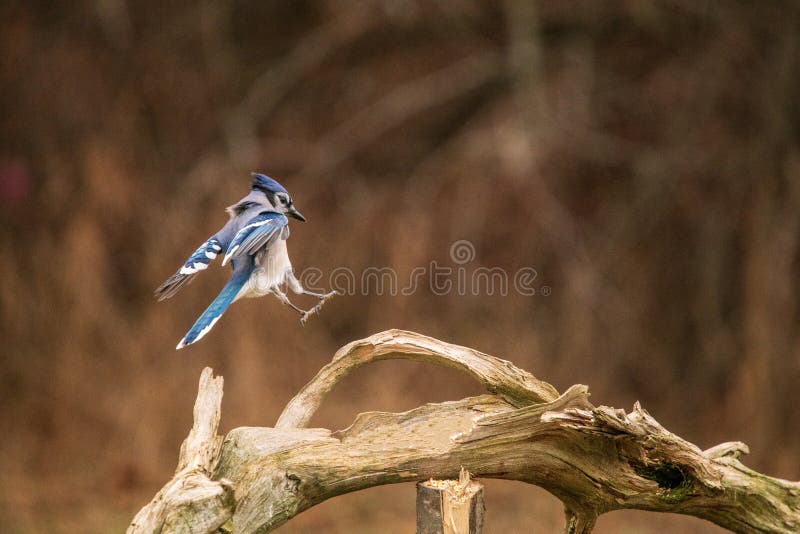 Blue jay in summer light stock image. Image of animal - 266620145