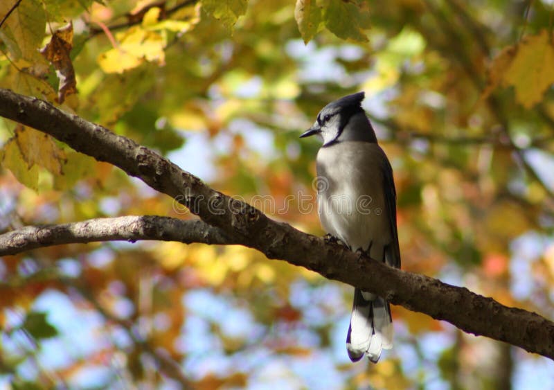 Blue Jay in Tree stock image. Image of branch, blue, seasonal - 11939657