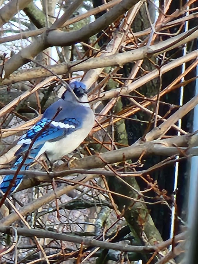 Blue Jay in a tree stock image. Image of twig, leaf - 271809419