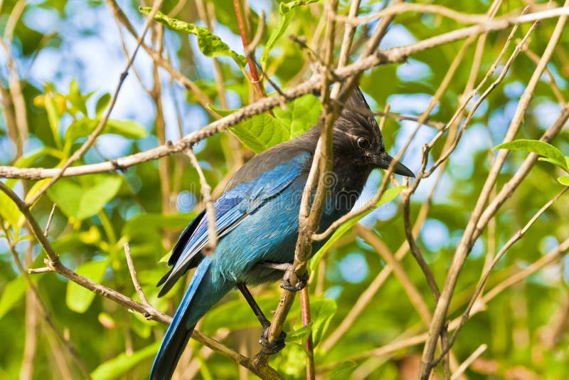 Blue Jay in a Tree stock photo. Image of feather, trees - 29176900