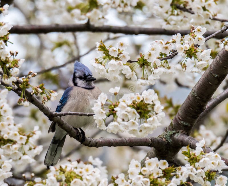 Blue Jay stock photo. Image of tree, blue, bird, spring - 95959964