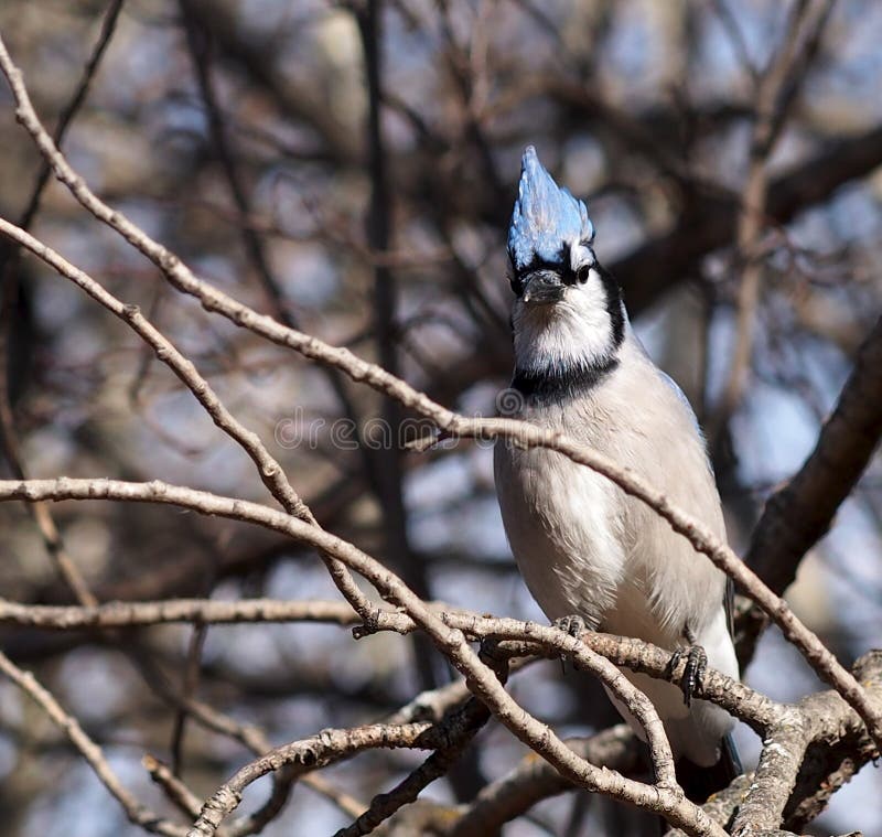 Blue Jay on Tree Branch stock image. Image of avian, feathers - 45742475